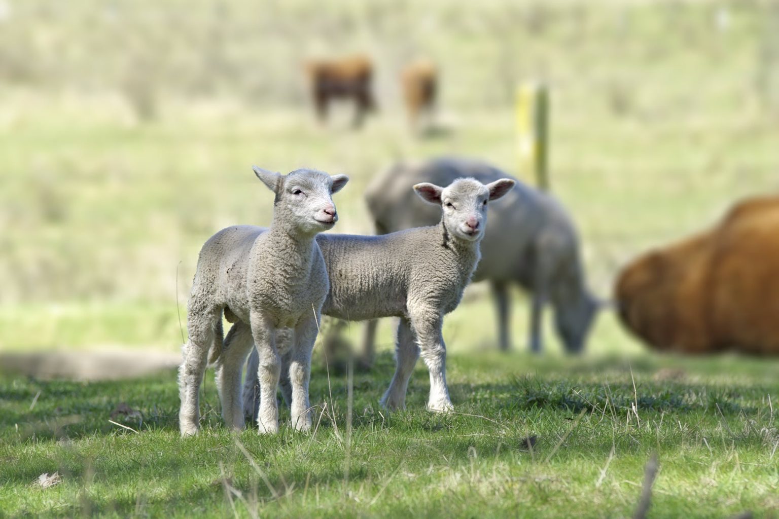 Wrangler Stockyard Designs Australia | Stockyards for Sale